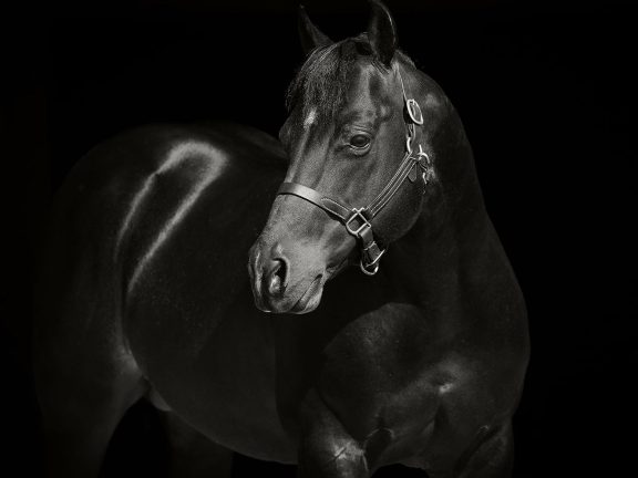 About | Our Story | Beechfork Ranch