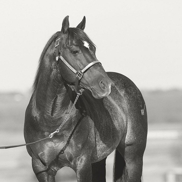 About | Our Story | Beechfork Ranch