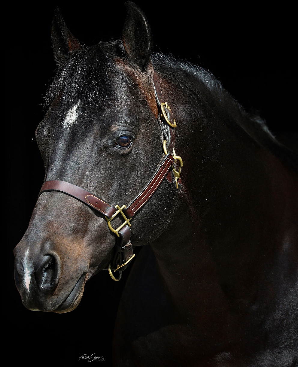 Beechfork Ranch | NRR Cat King Cole