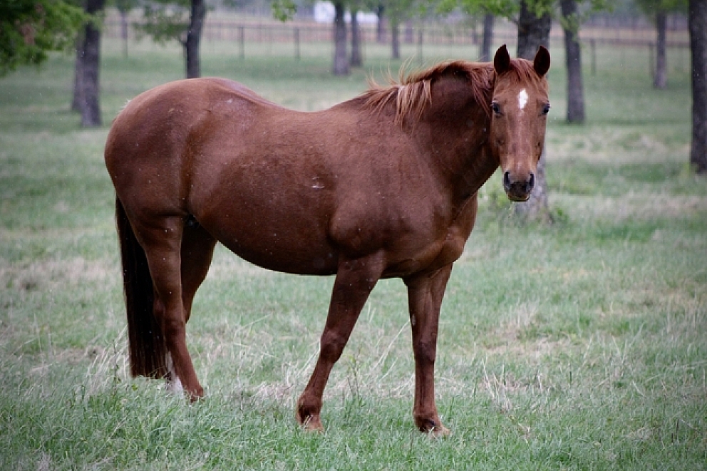 Beechfork Ranch | Pretty Smart Kitty